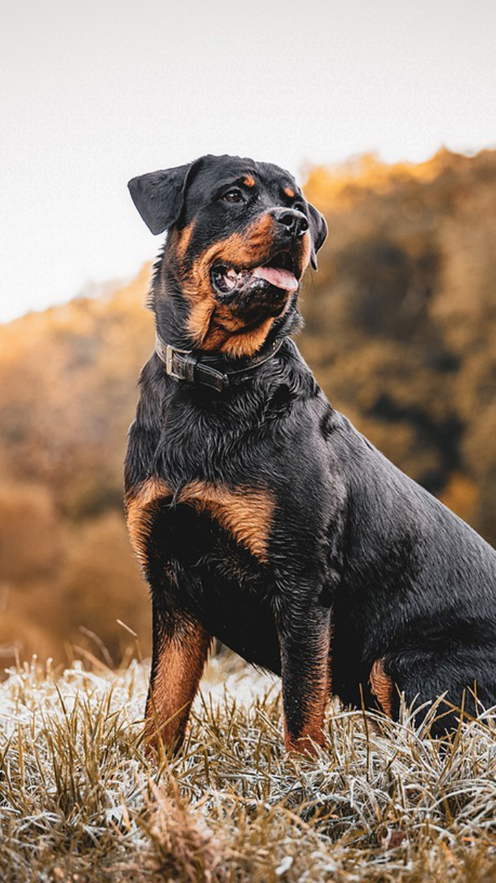 Danger Dog Breeds Top 7 Dangerous Dog Breeds