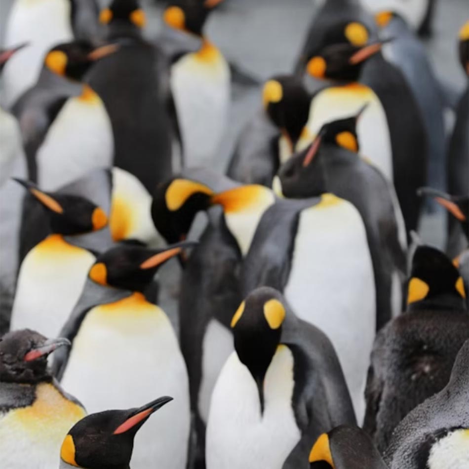 Animals That Can Survive In Extreme Cold