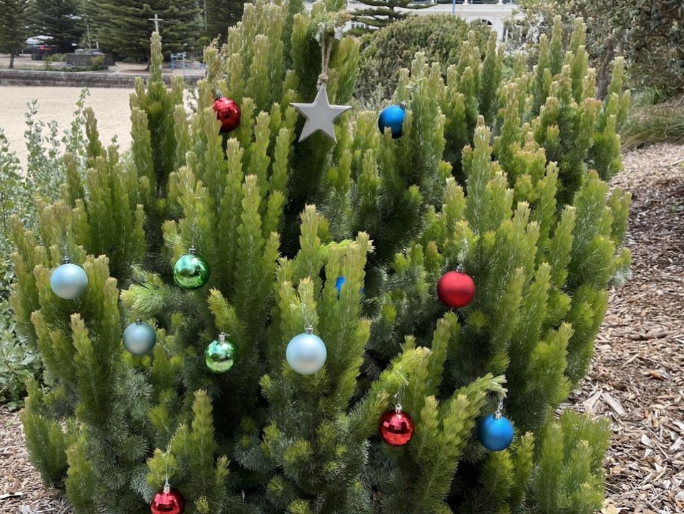 Native alternative could solve Christmas tree shortage