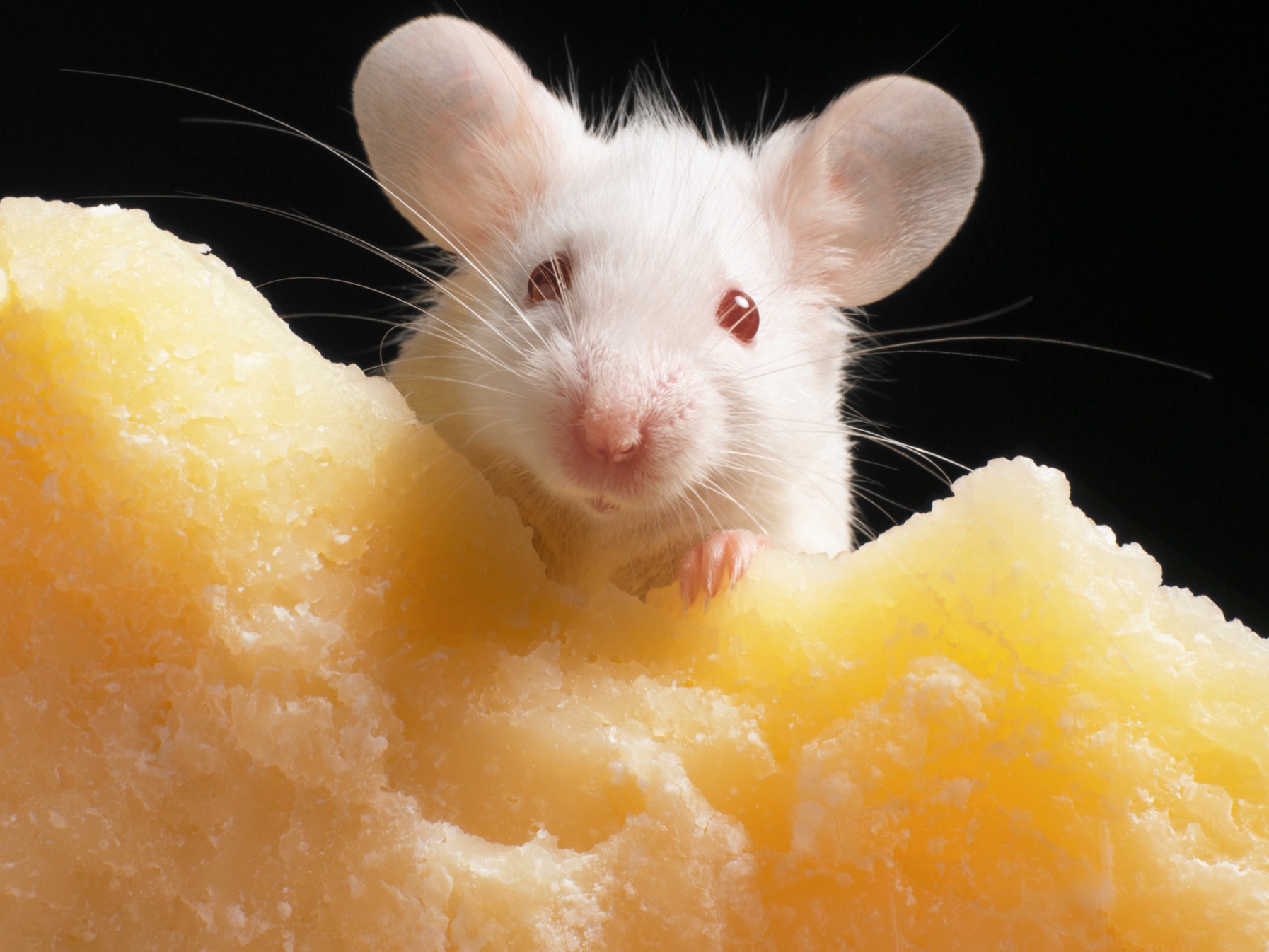 How scientists used VR to improve mice memory