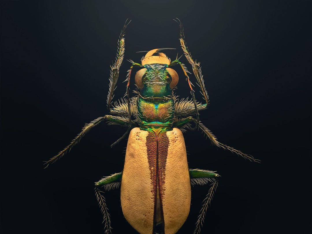How photographer created extraordinary insect images