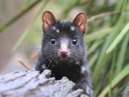 Endangered quolls released on Australian mainland