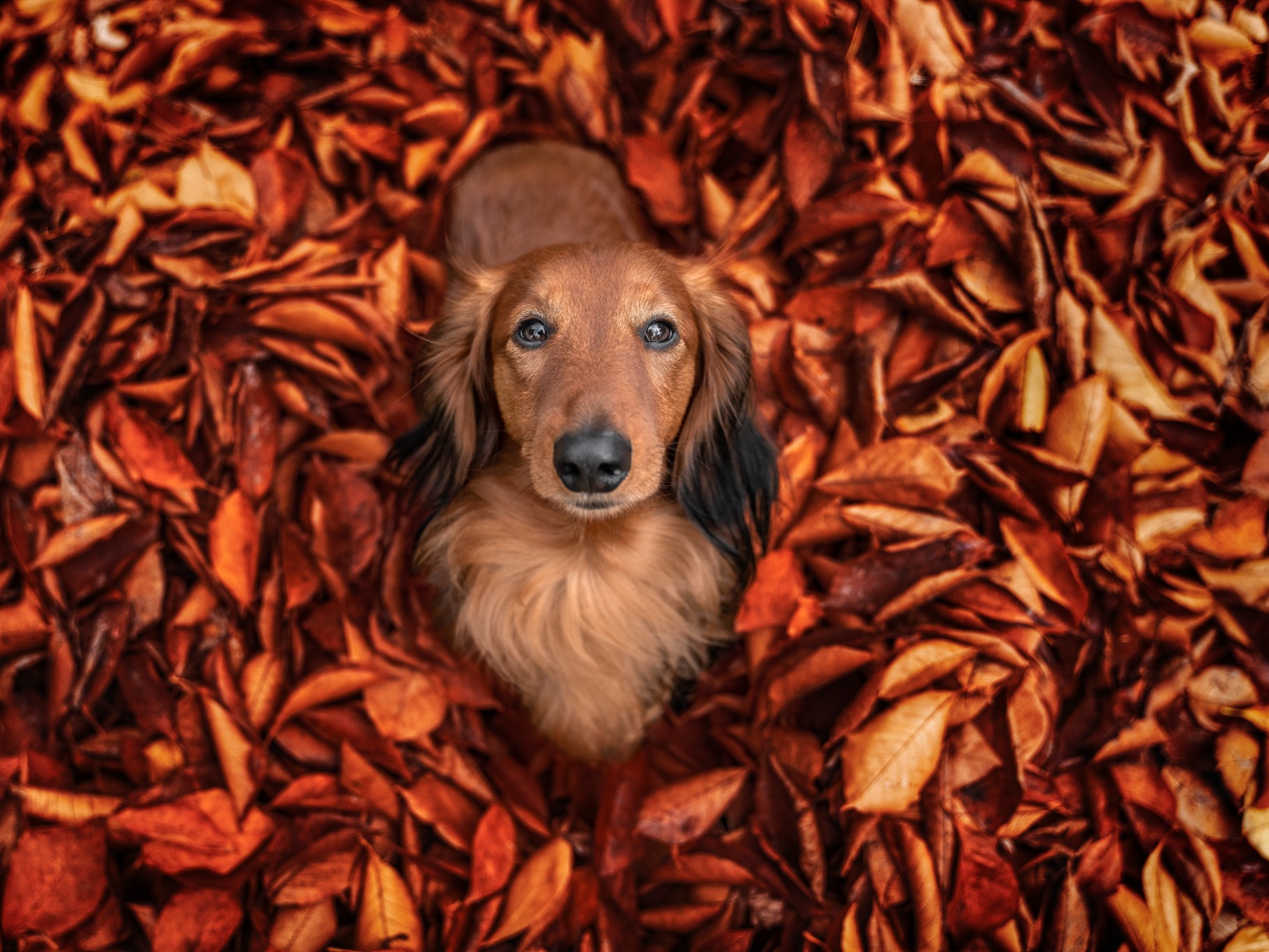 Majestic canines captured in dog photography awards