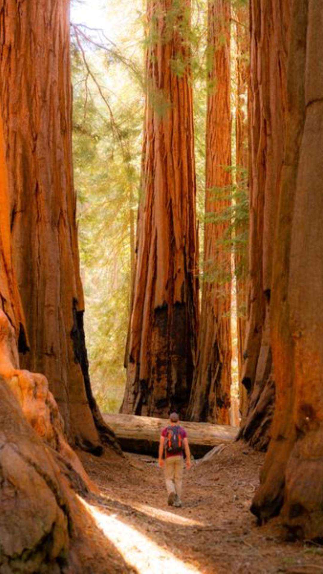 Best National Parks In Fresno, CA