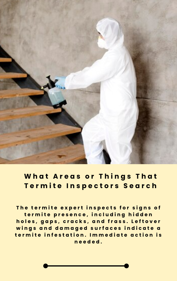 Ultimate Termite Inspections Guide Must Read