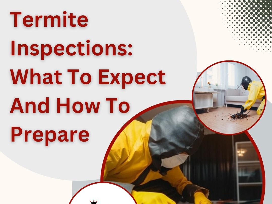 Ultimate Termite Inspections Guide Must Read