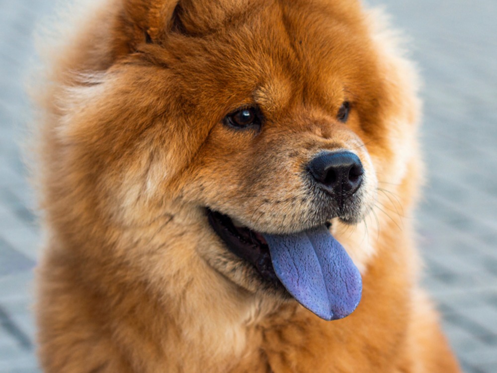 Por que o Chow Chow tem a língua azul?