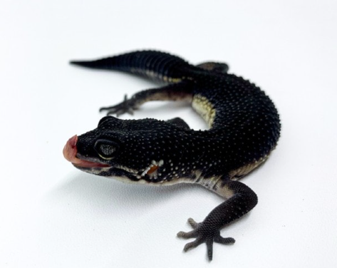 Rare Leopard Gecko Morphs