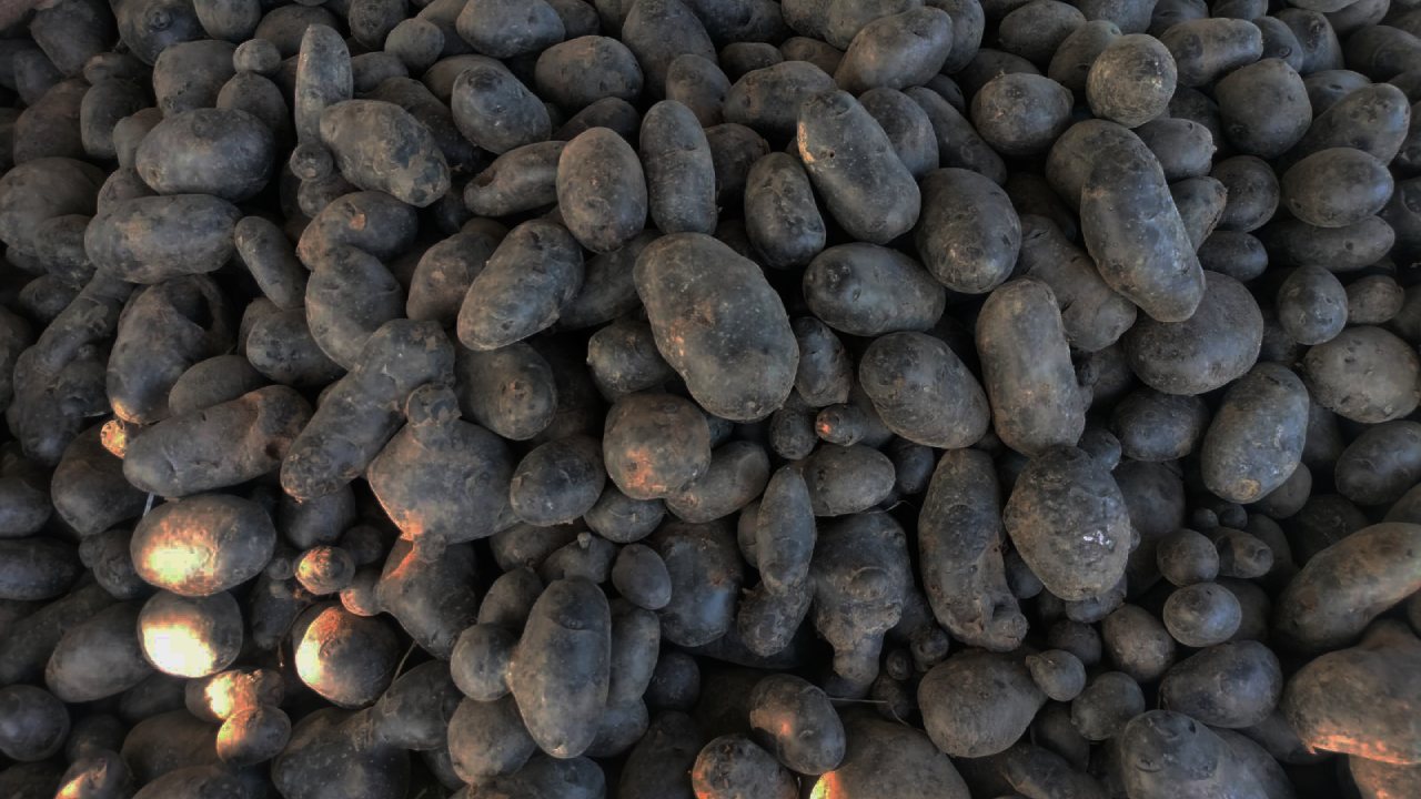 black potato