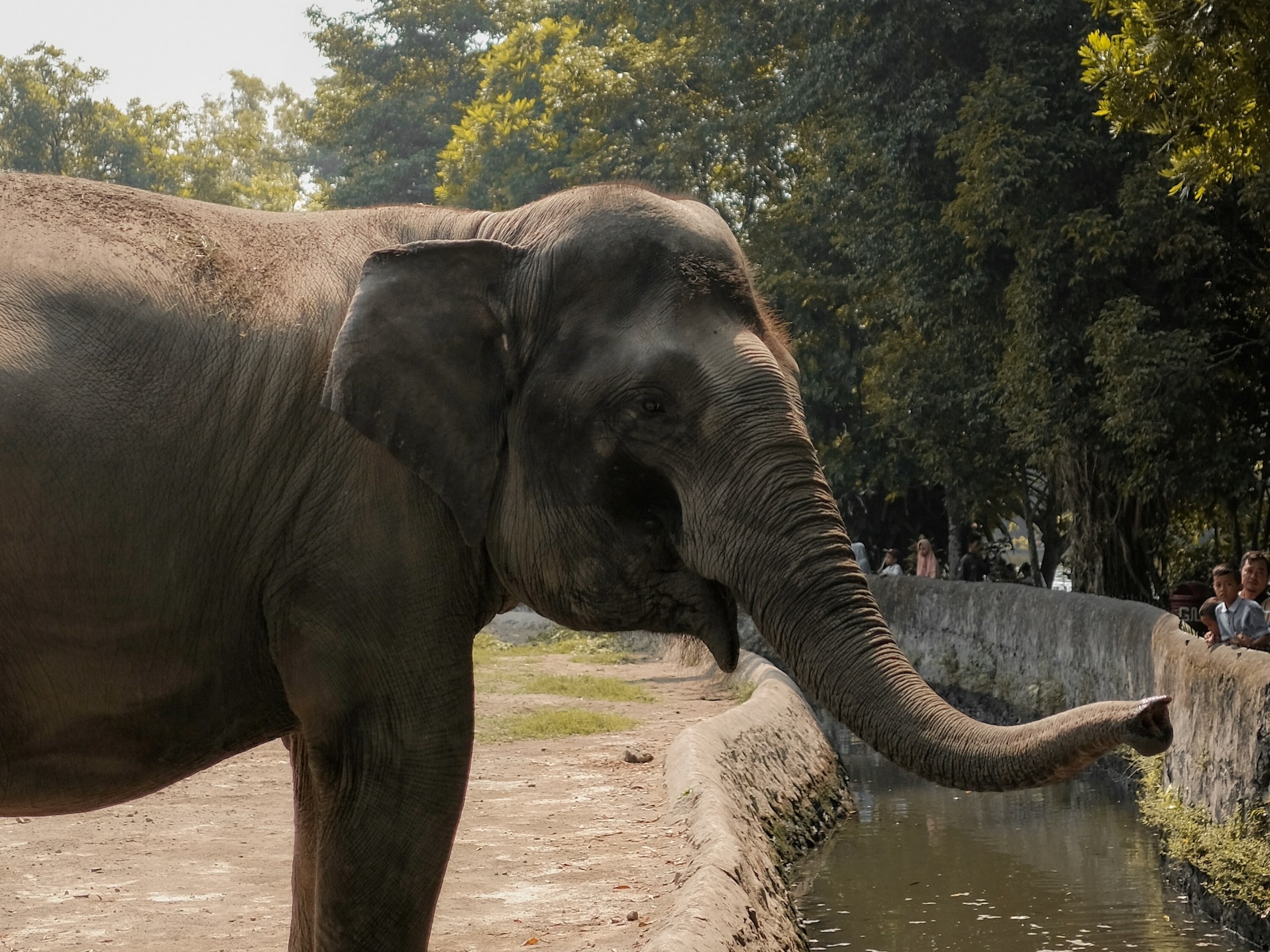 Animals That Can Survive Without Food