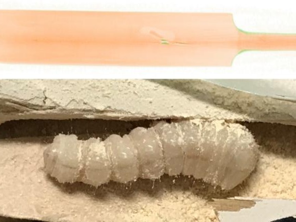 Live leeches among bizarre items smuggled into Australia