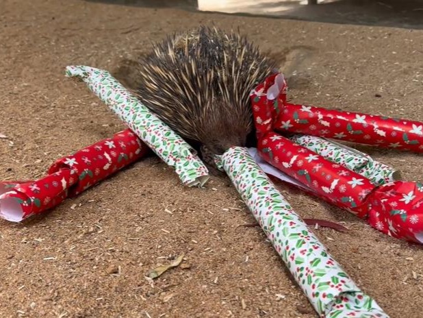 Santa delivers tasty treats to Perth Zoo