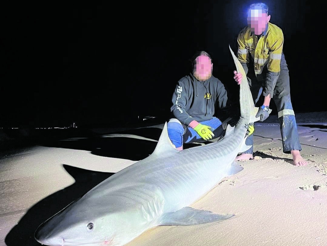 Fishers using dead pigs to lure sharks to shore