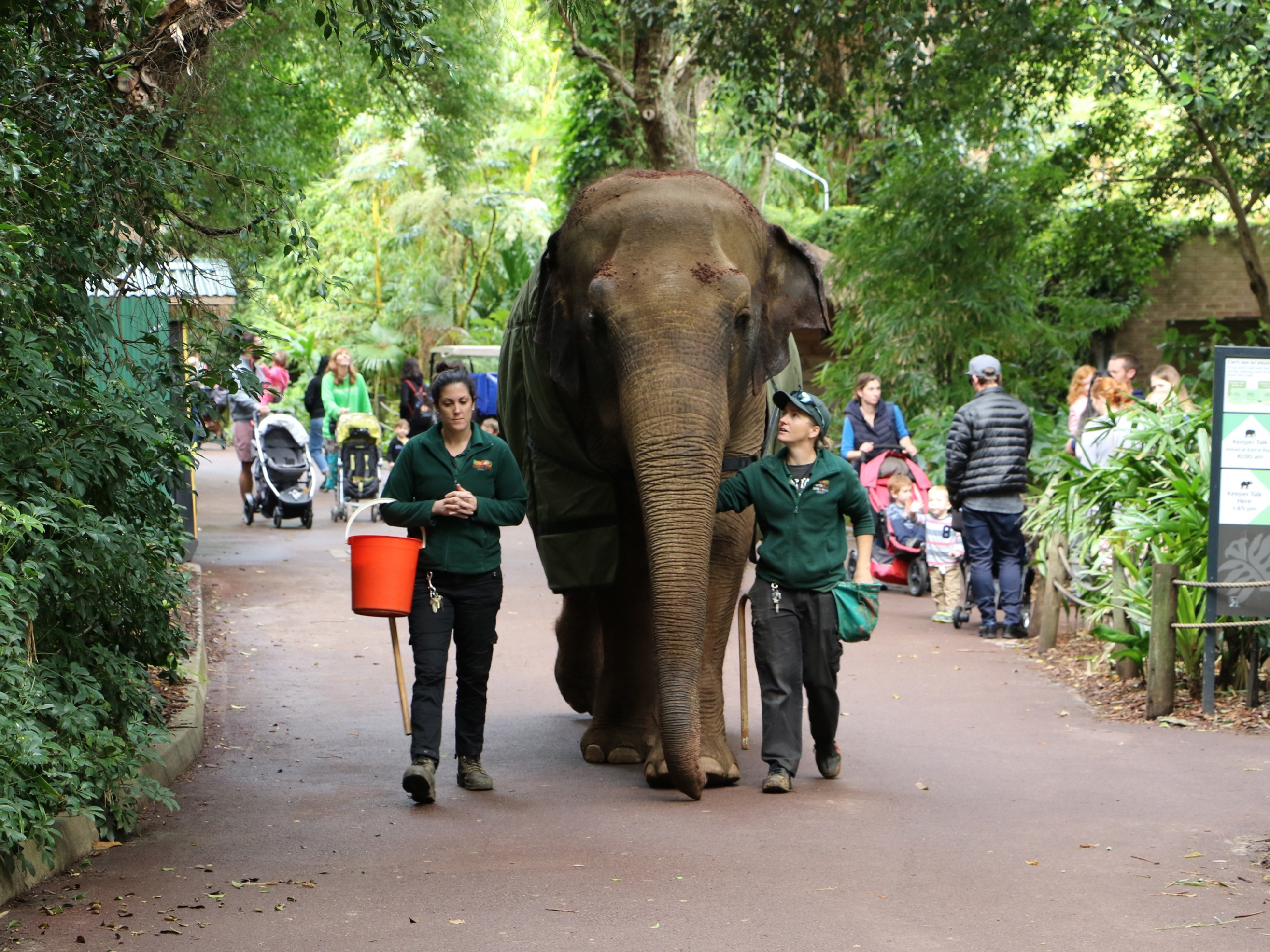 Tricia the elephants resting place