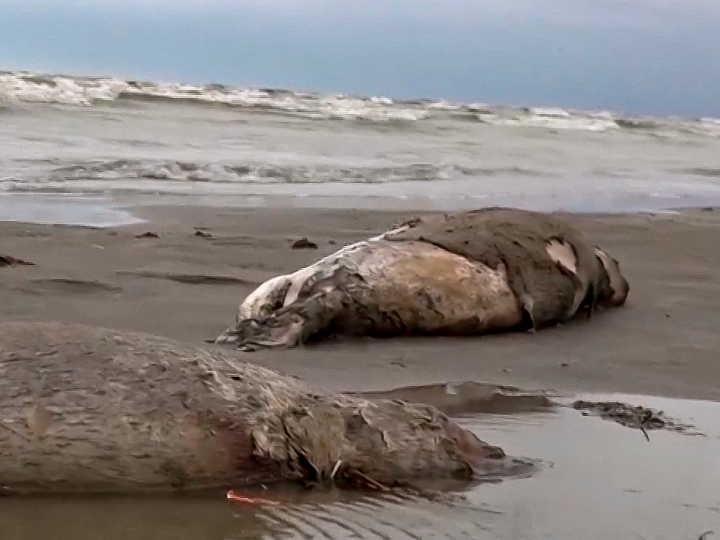 Thousands of seals washed up in Russia