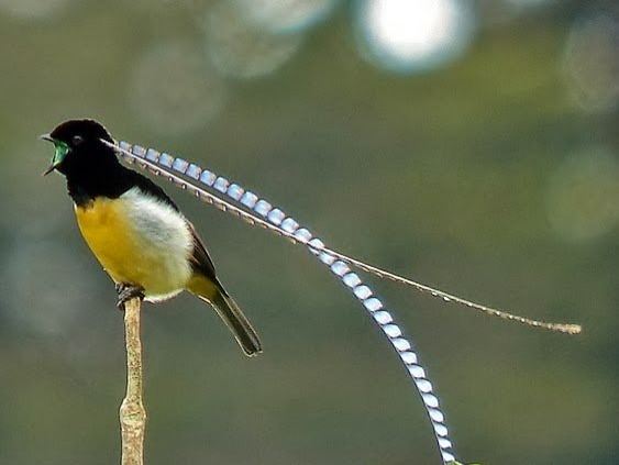 The King Of Sax: Meet One Of World's Most Elusive Birds