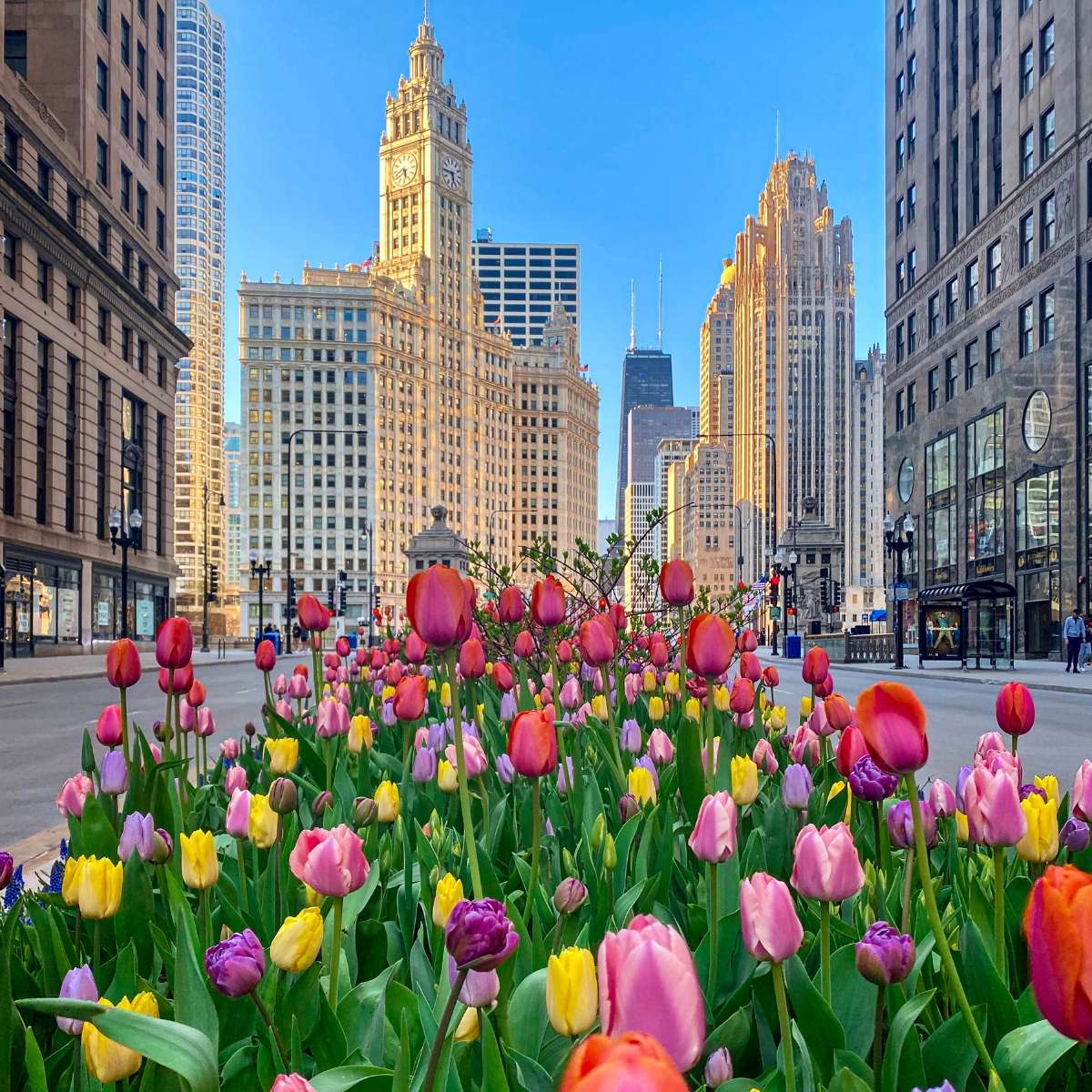 Best Things to Do in Chicago, IL