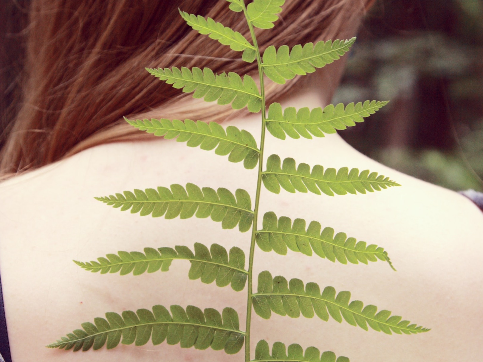 Fern Plant