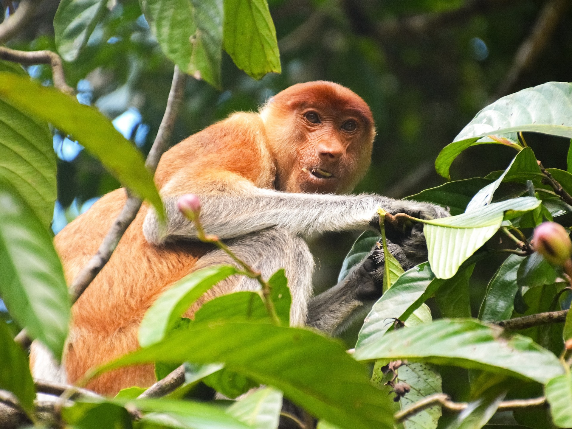 Insectivore Species That Have A Large Brain