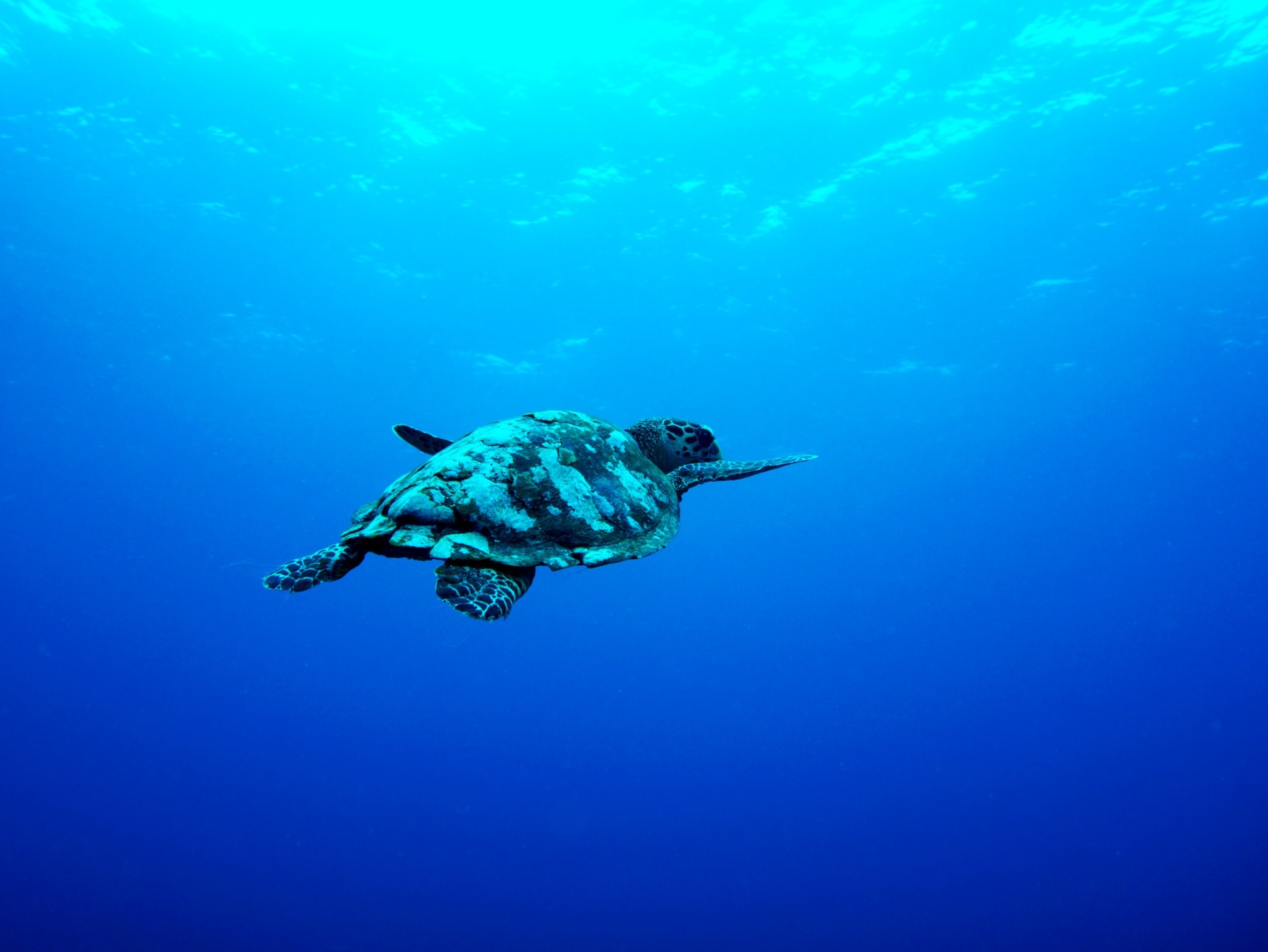 CUTE PET TURTLE BREEDS