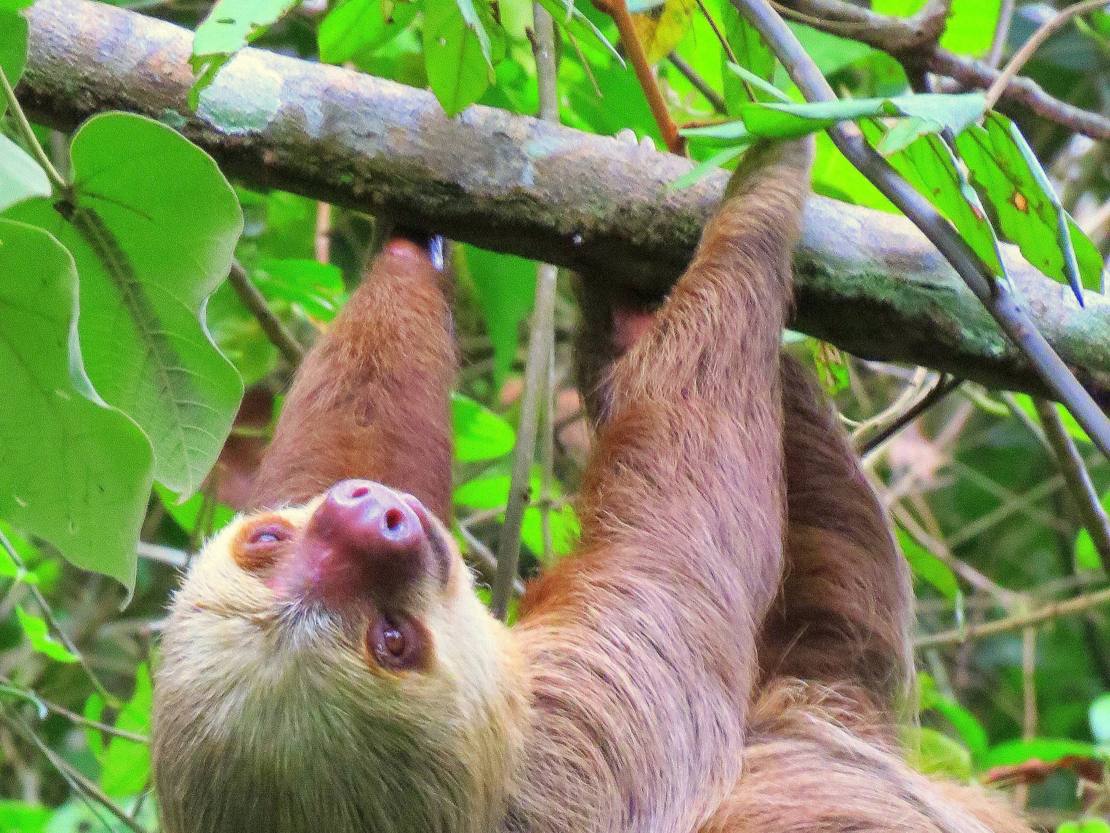 Animals Having Extremely Long Arms