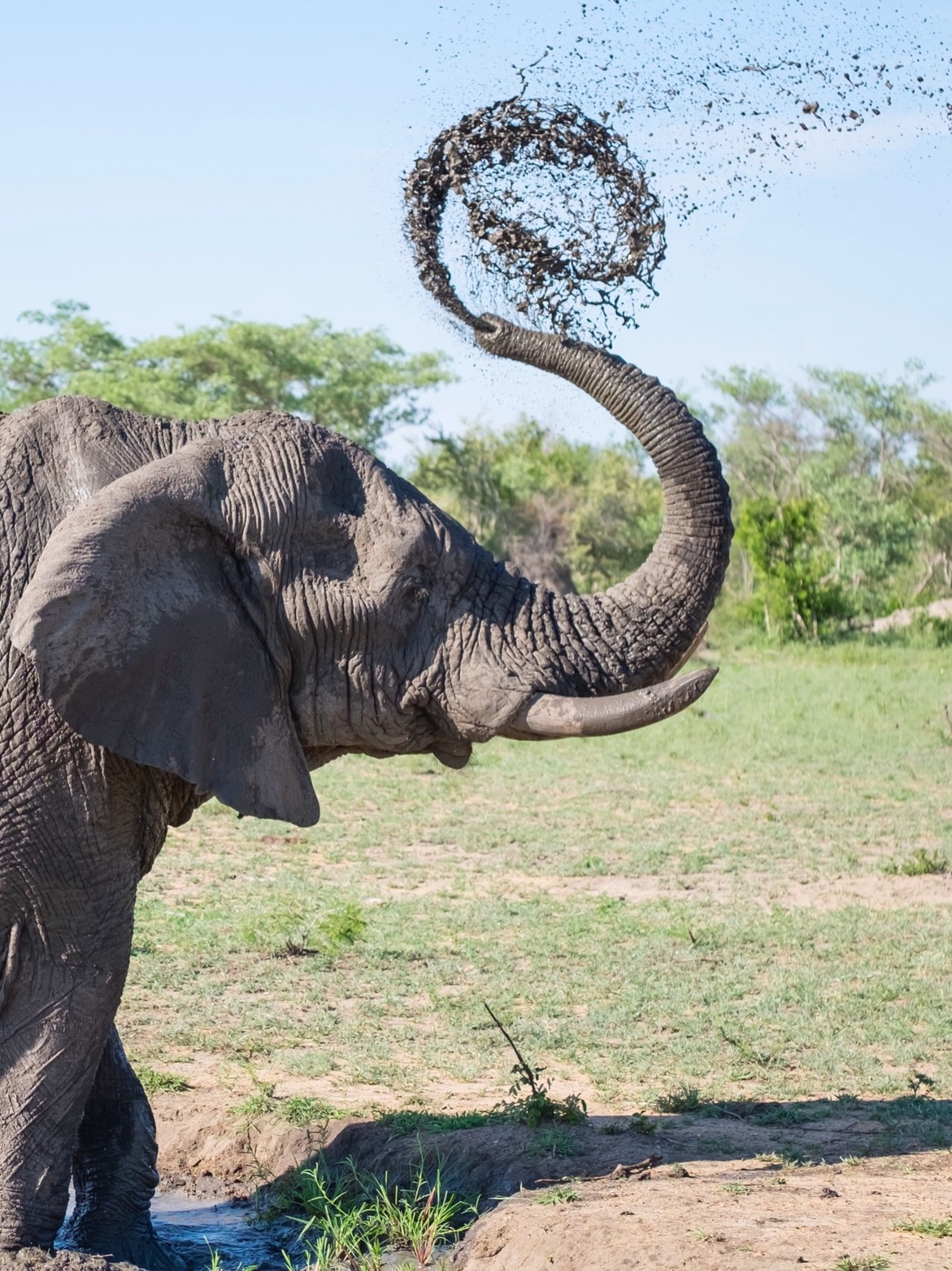 King Cobra Attack Elephant