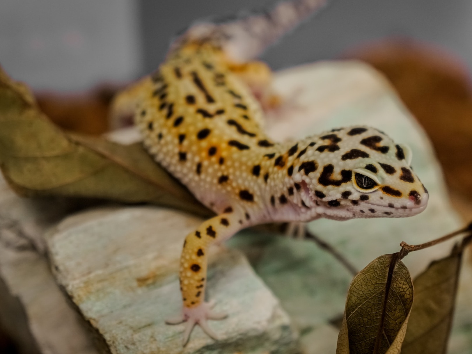 Instructions for Keeping a Leopard Gecko