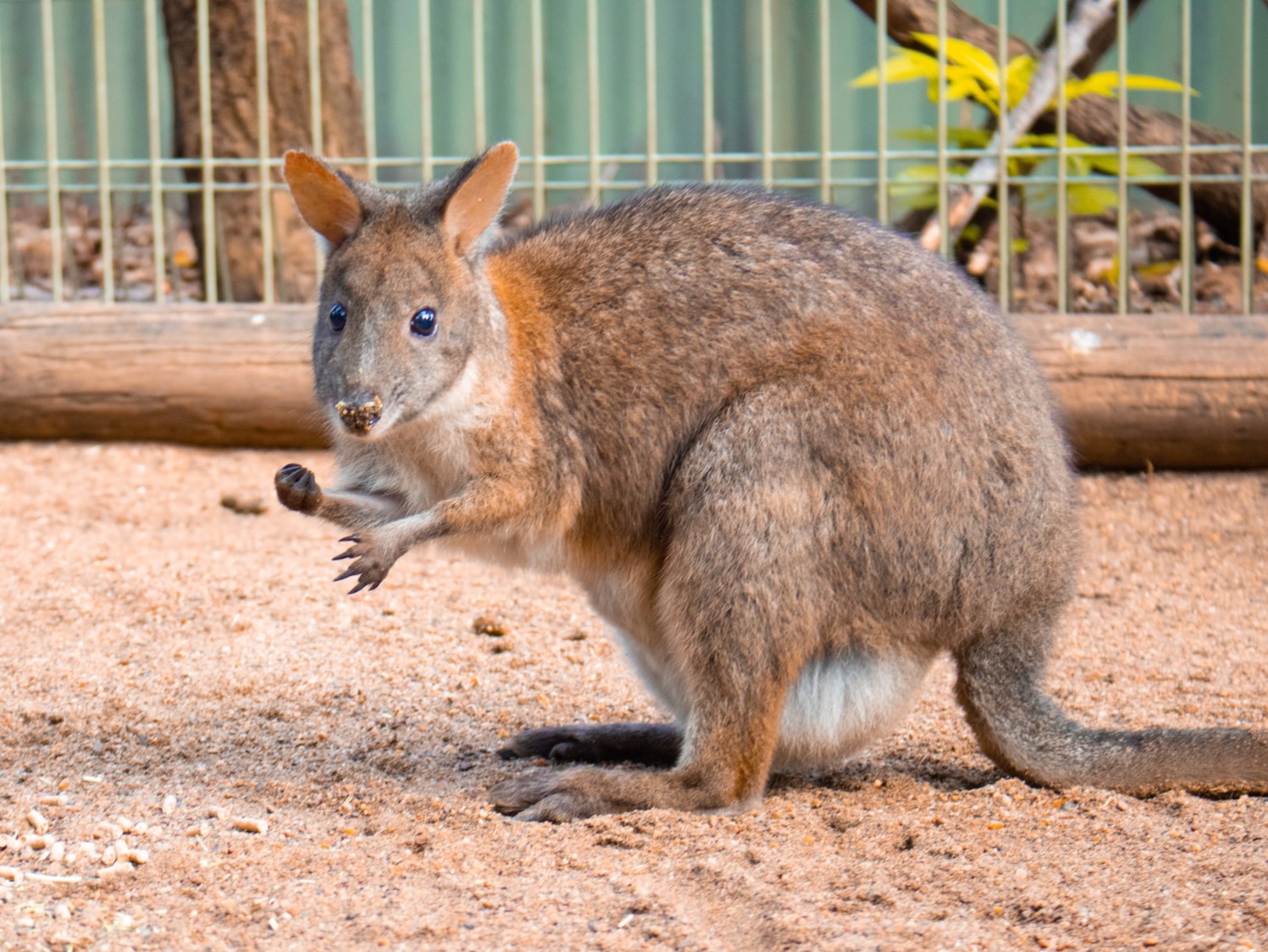 Unique Species Of Marsupials Exist