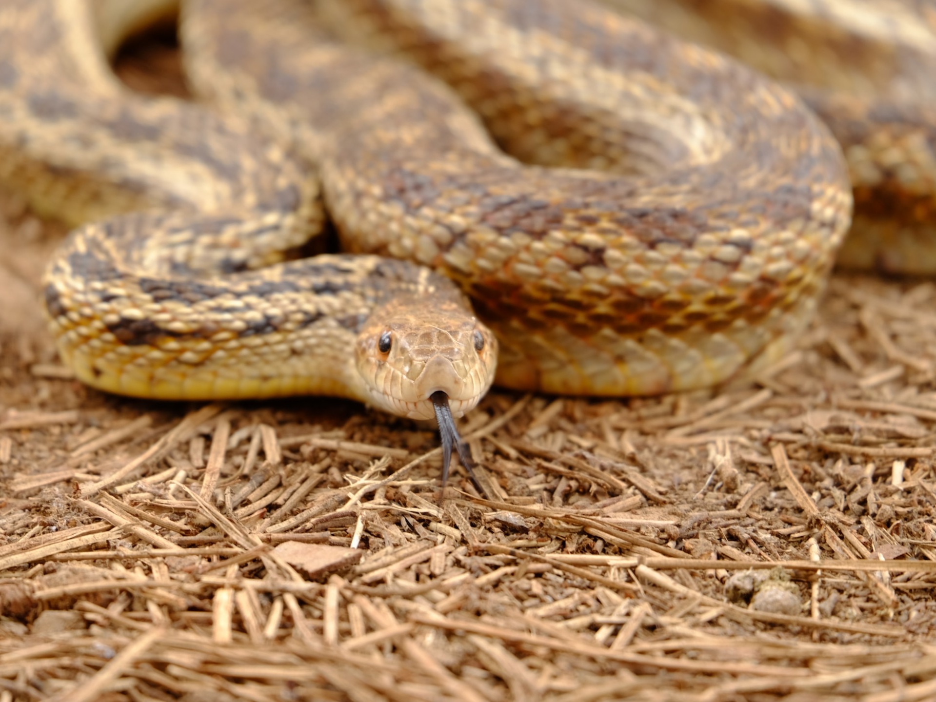 Diverse species of underground snakes
