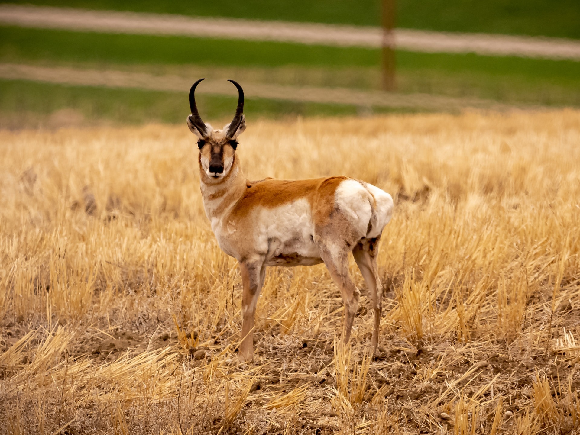 The 9 Most Resilient Animals on Earth